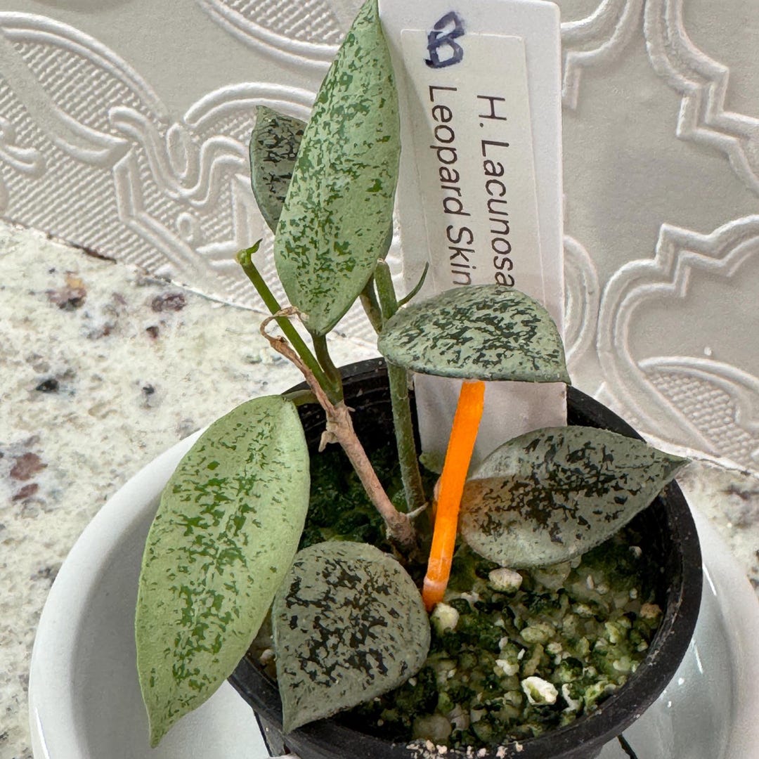 Hoya Lacunosa Leopard Skin - Etsy Canada