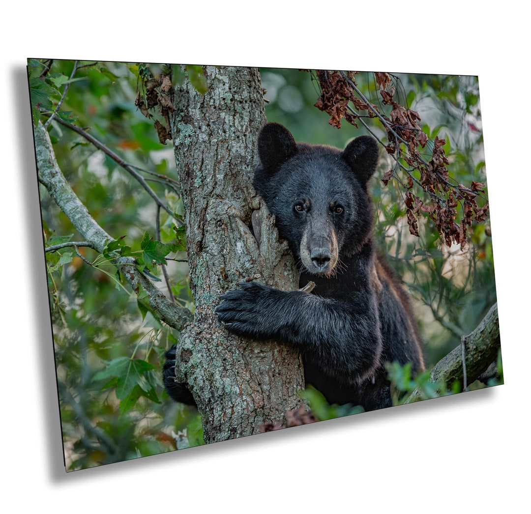 Black Bear Hugging Tree - Etsy