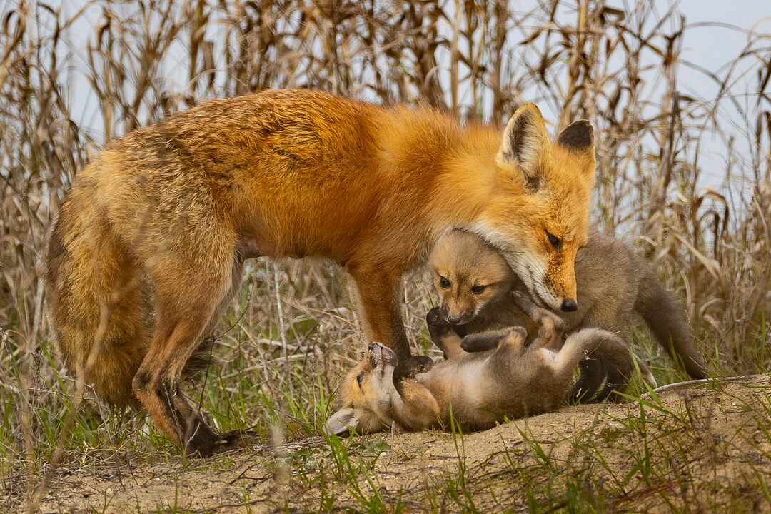 Red Fox Mom Playing With Babies - Etsy