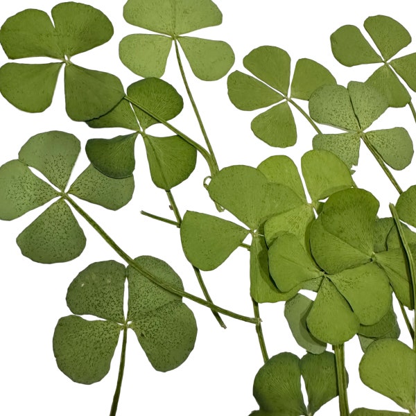 Dried 4 Leaf Clover - Etsy