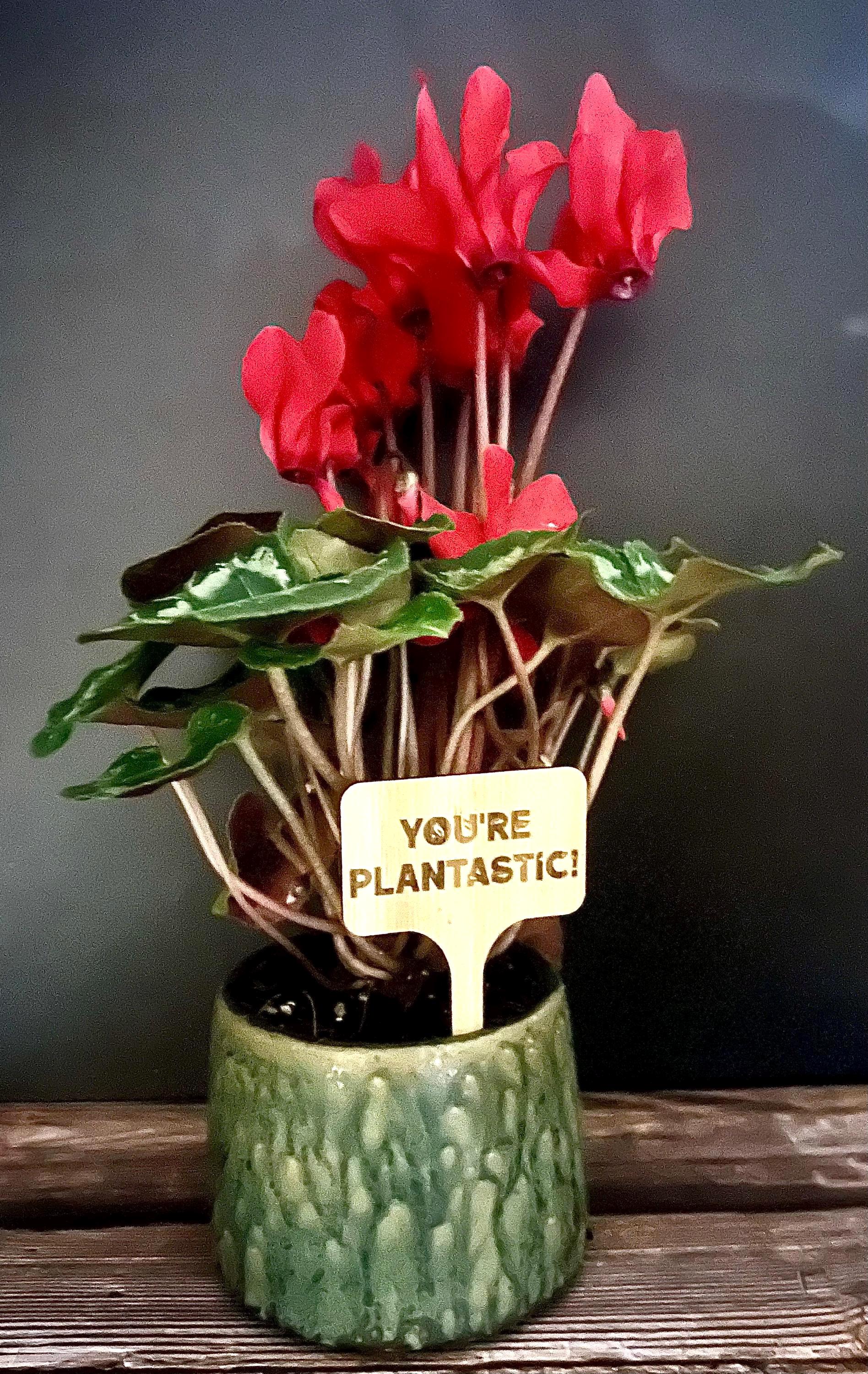 Punny Bamboo Plant Markers: Funny Garden Puns (set of 10) - Etsy