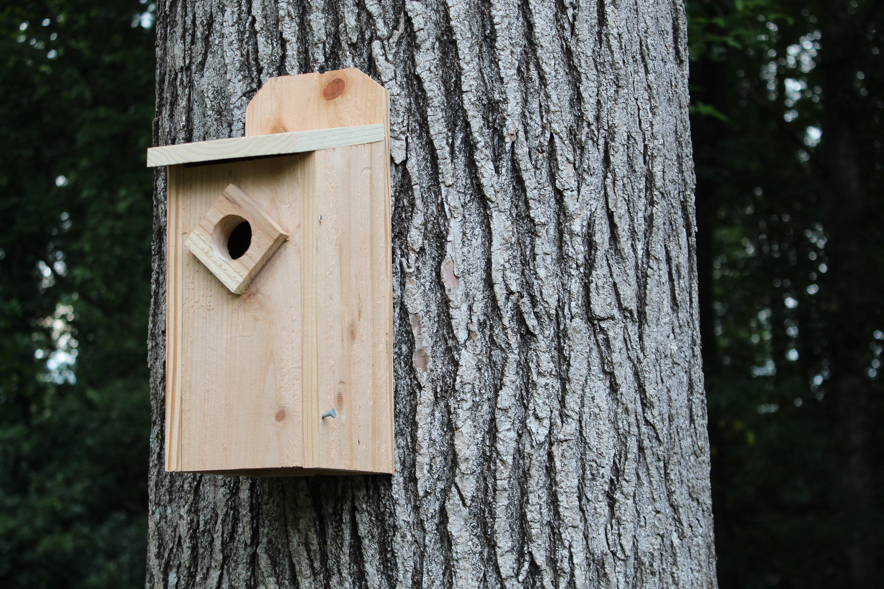 Cedar Wood Bluebird House Nest Box With Predator Guard - Etsy