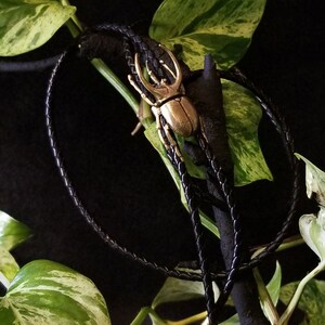 ATLAS - Big Bad Beetle Bolos - Brass Insect Bolo Tie Jewelry for Men ...