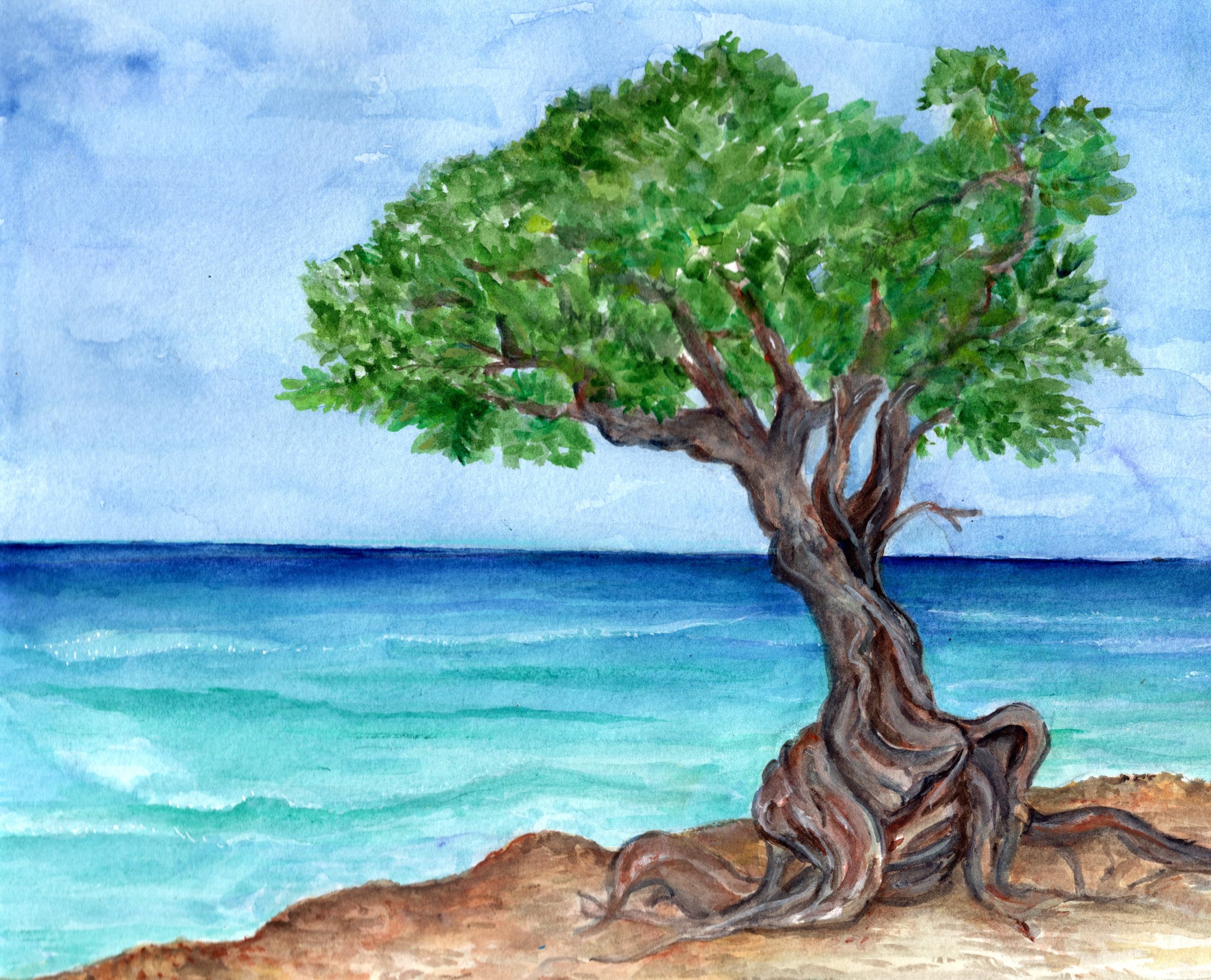 Divi Divi Tree Paintings