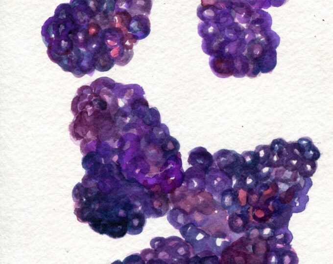 Original Blackberries Watercolor Painting, Fruit Art 4 X 6 Kitchen ...
