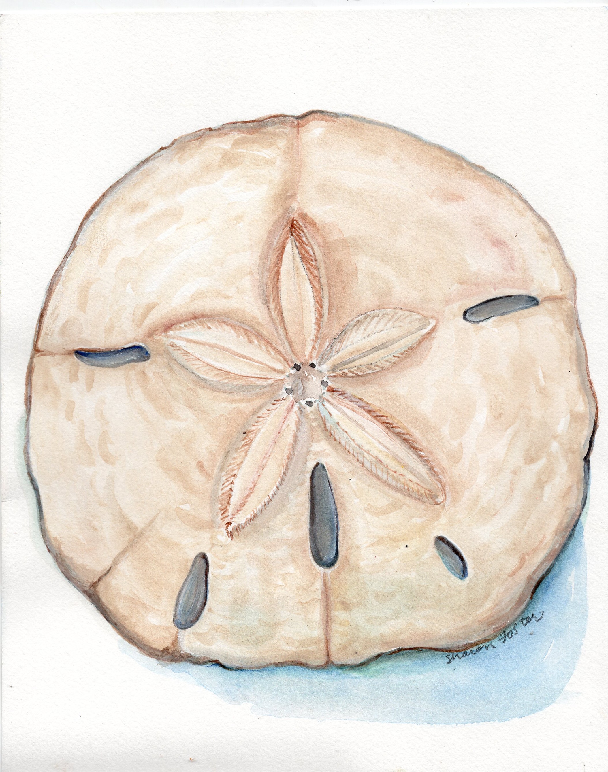 Sand Dollar Drawing