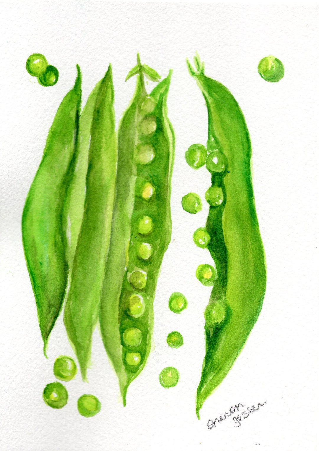 English Peas Watercolor Painting Original, Spring Peas 5 X 7 Botanical ...