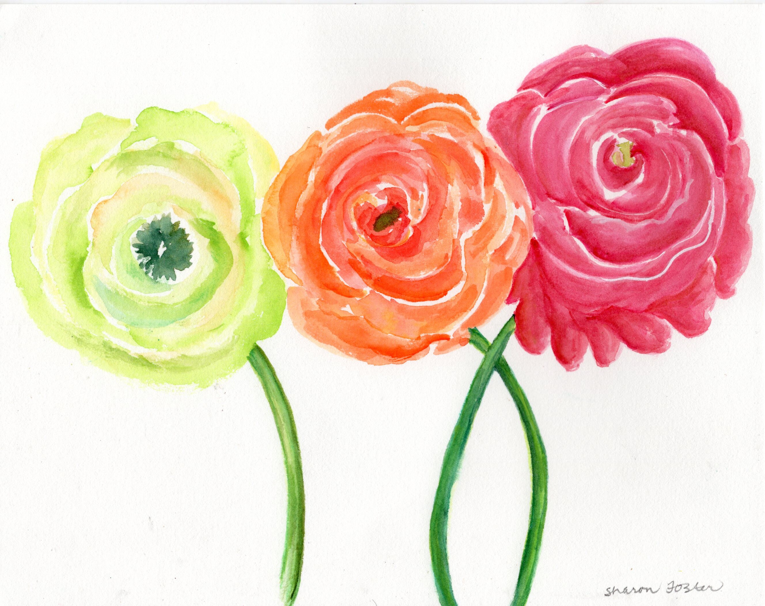 Ranunculus Watercolor