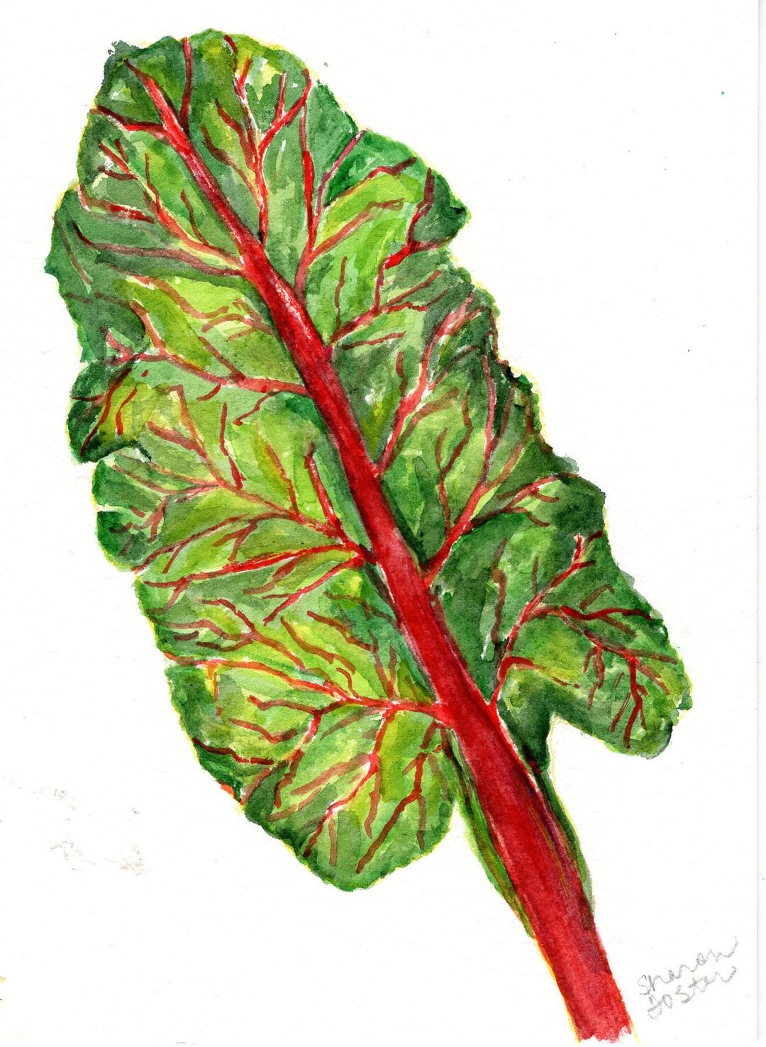 Swiss Chard Watercolor Painting Original 5x7, Gift - Etsy