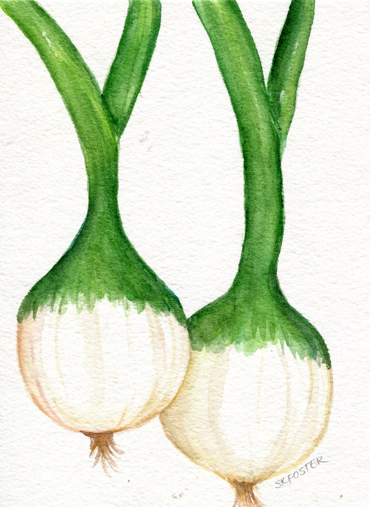 Green Onion Sketch