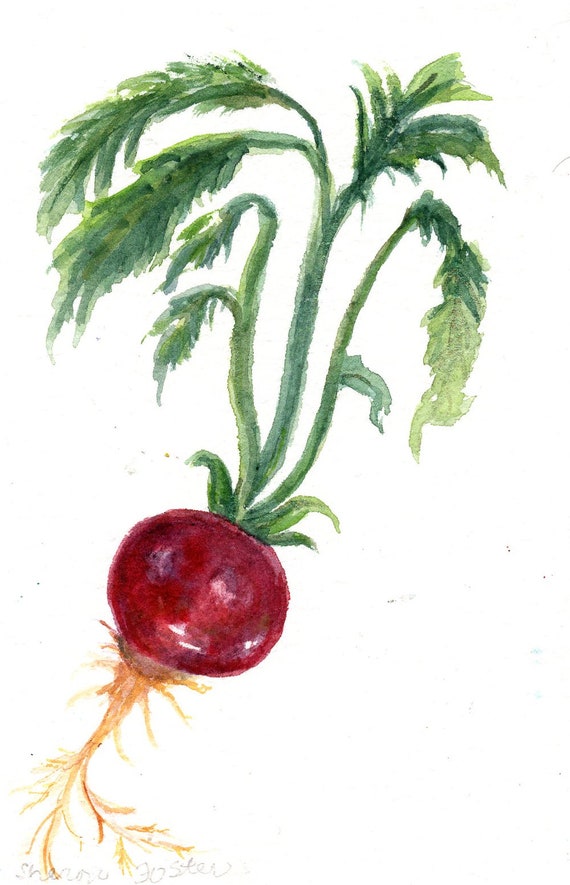 Radish Painting