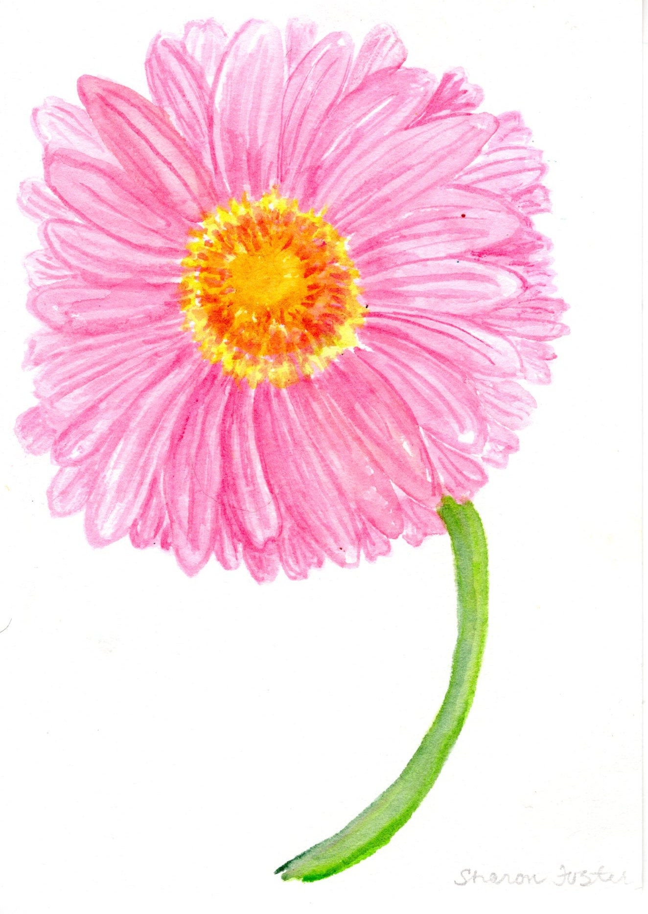 Pink Daisy Drawing