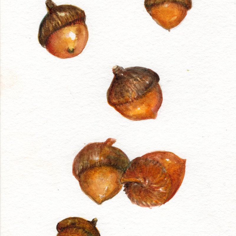 Acorn Watercolor - Etsy