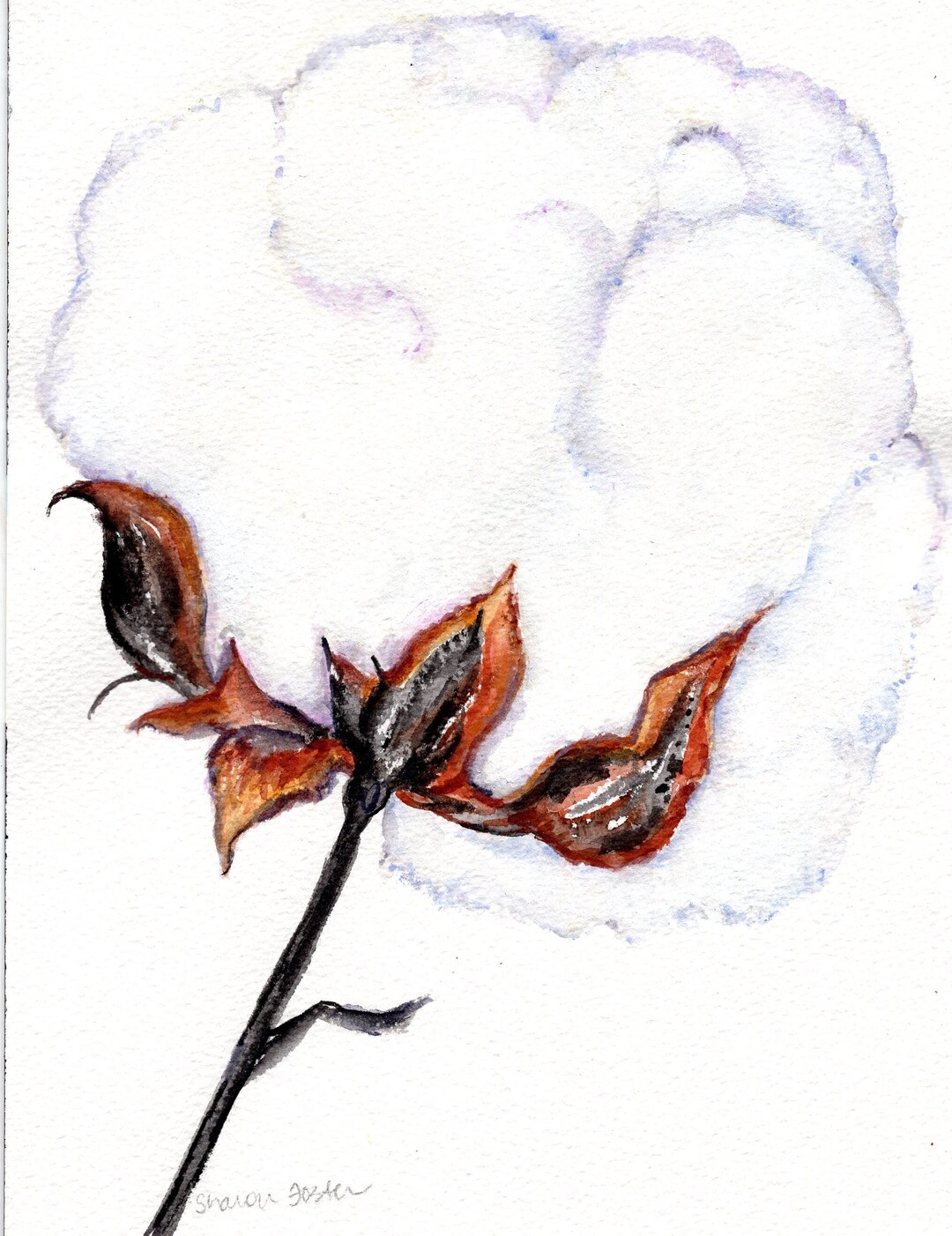Original Cotton Boll Watercolor Painting, Hand Painted Cotton , Small ...