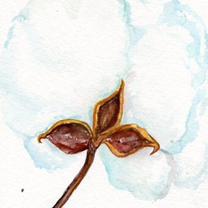 Original Cotton Boll Watercolor Painting, Small Botanical Art, 5 X 7 - Etsy