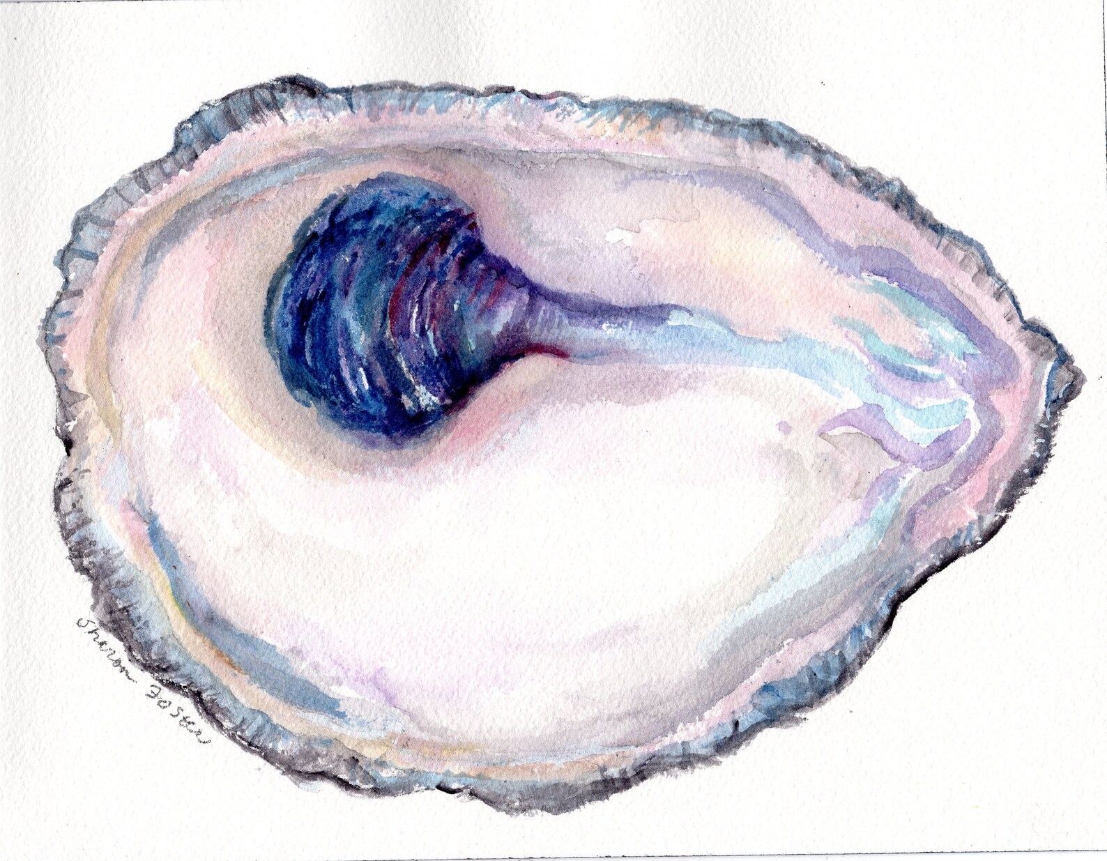 Original Oyster Shell Watercolor Painting 8 X 10 Oyster Art - Etsy
