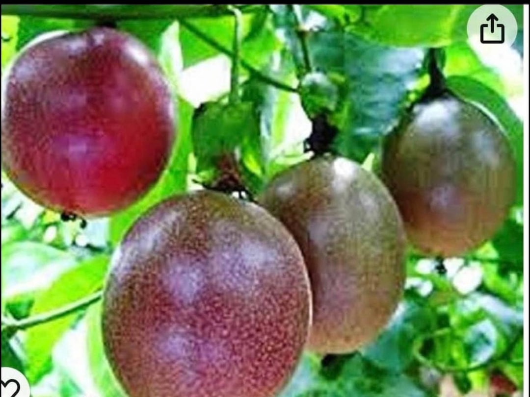 Purple Passion Fruit Plant, STARTER Planting With 6 in Pot - Etsy