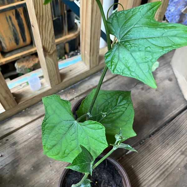 Chayote Plant - Etsy