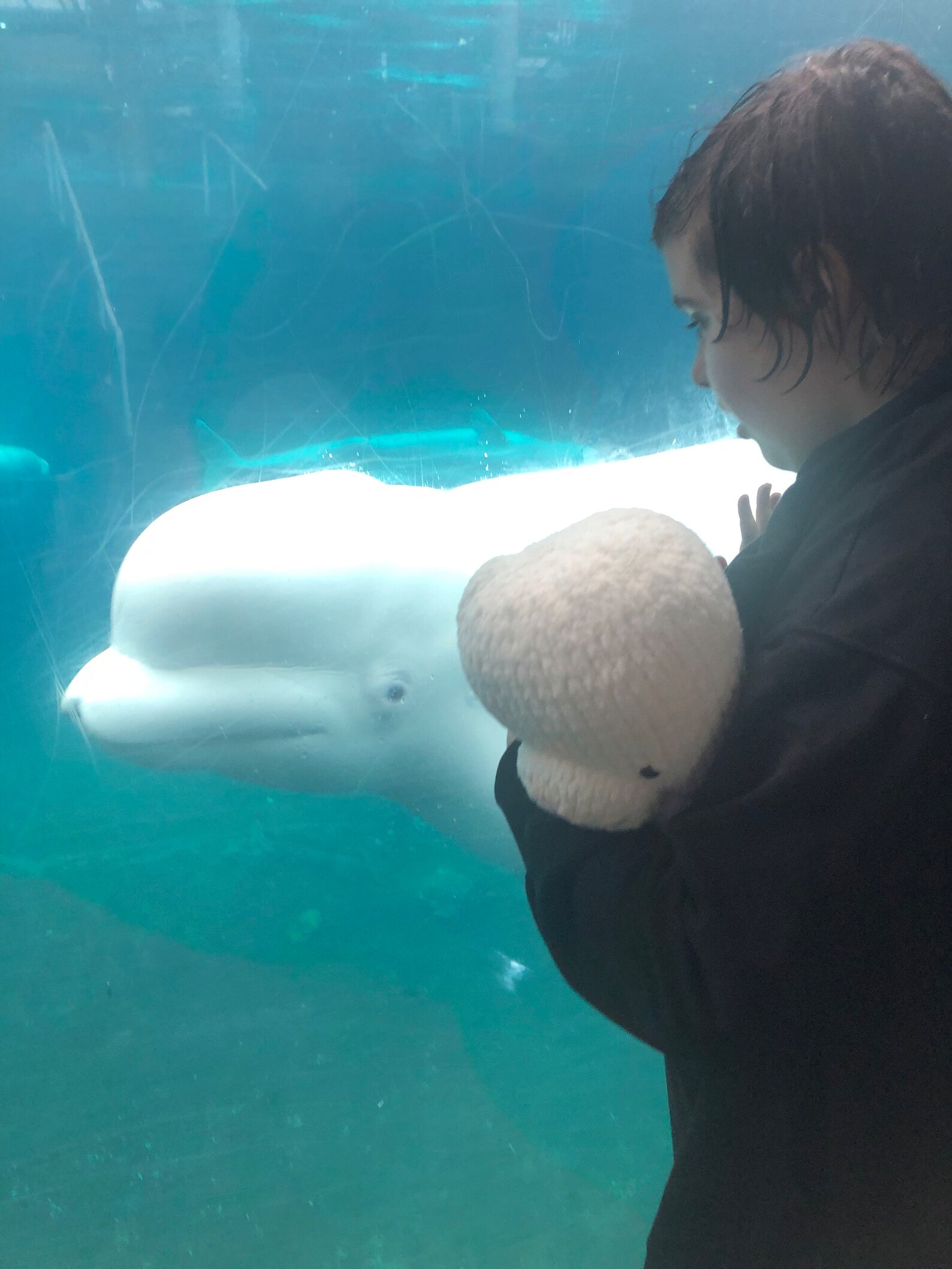 Amigurumi Knit Beluga Whale Pattern Digital Download - Etsy