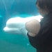 Amigurumi Knit Beluga Whale Pattern Digital Download - Etsy