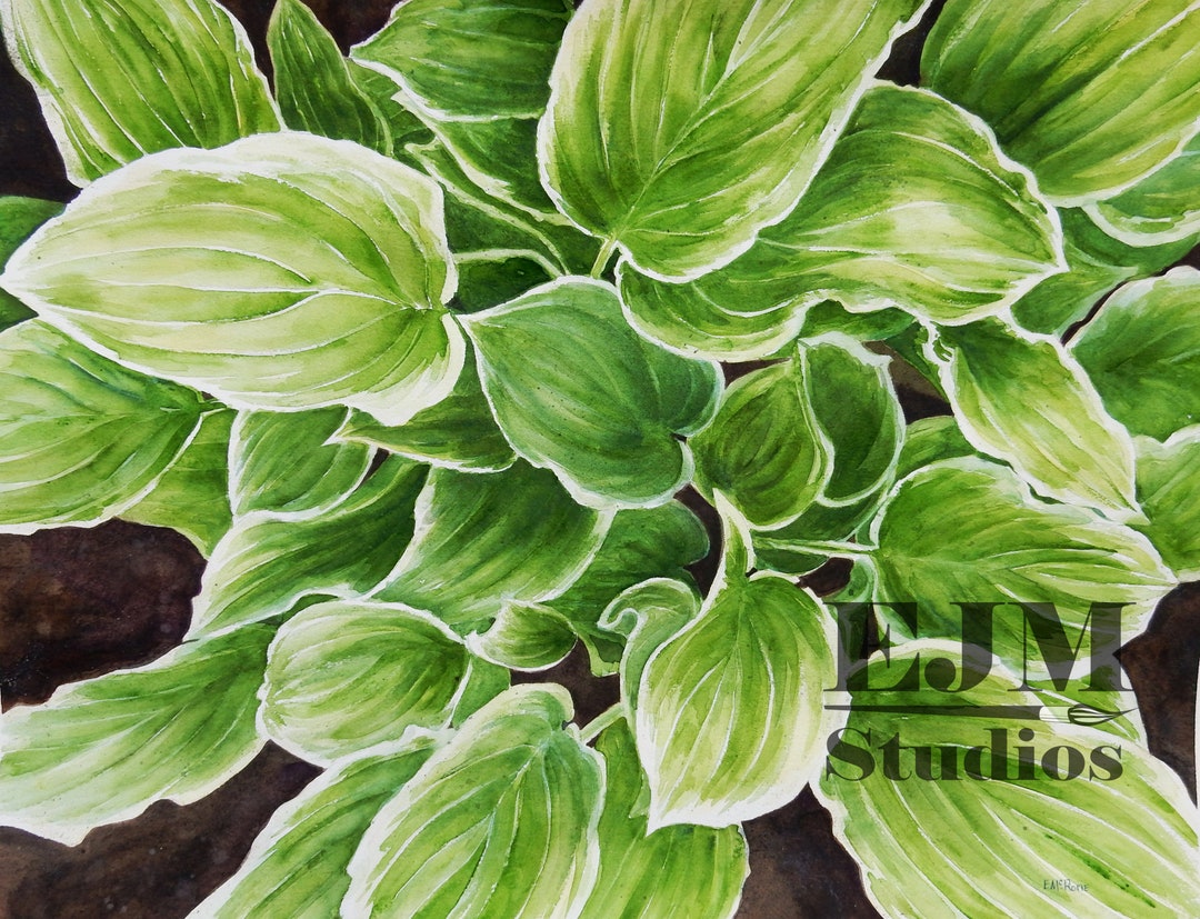 Original Hostas Watercolor Painting - 16 X 20 Great Gift for Gardeners ...