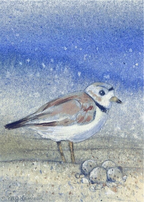 Endangered Piping Plover Art ACEO Print of Watercolor Painting - Etsy