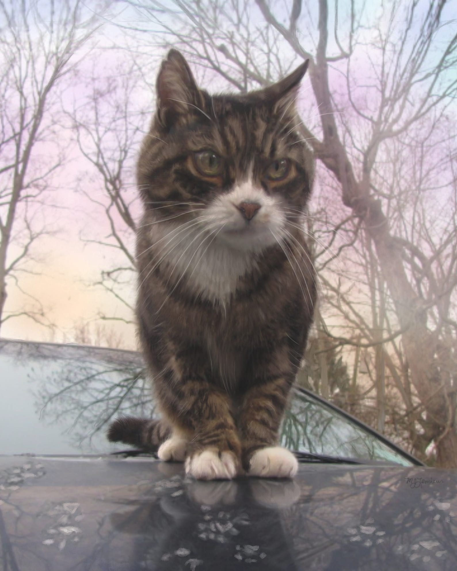 Custom Cat Portrait Realistic Pet Art Lifelike Hand - Etsy