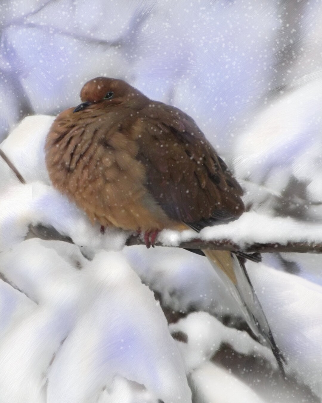 Dove Art Fluffy Peaceful Mourning Dove in Snow Bird Artwork Giclee ...