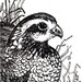 Bobwhite Quail Pen and Ink Original Drawing, Game Bird Artwork, Black ...