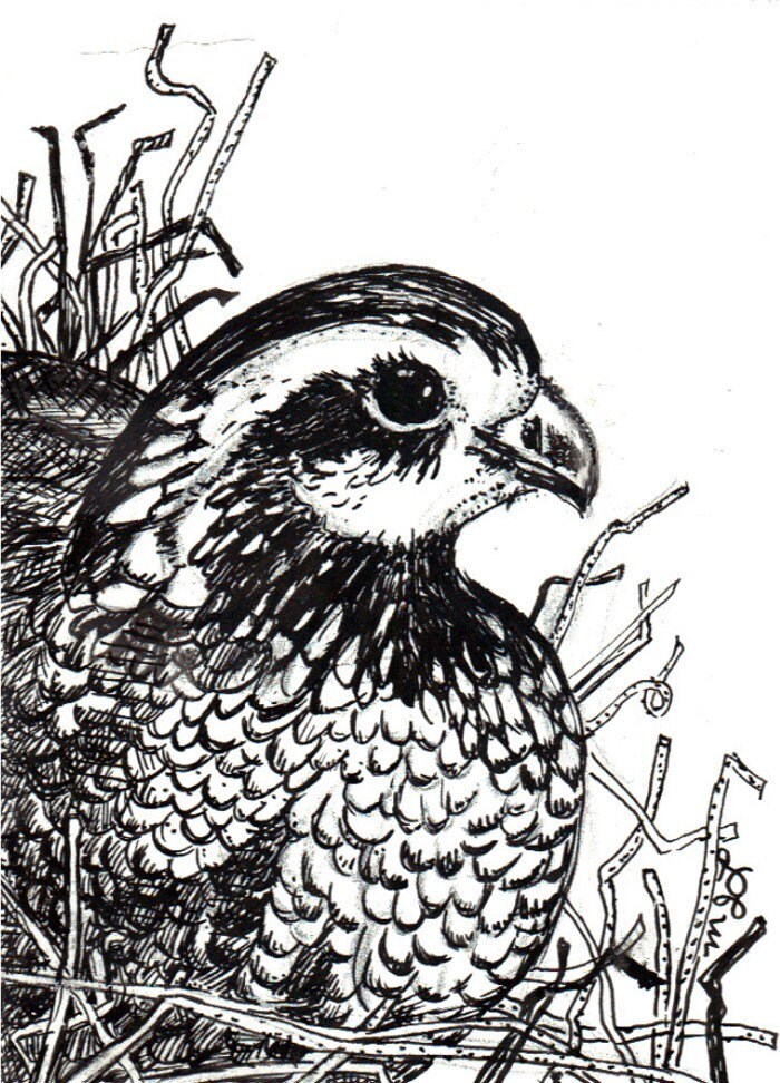 Bobwhite Quail Pen and Ink Original Drawing, Game Bird Artwork, Black ...