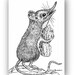 Shrew Art ACEO Print Drawing Elephant Peanut Rodent Mouse - Etsy