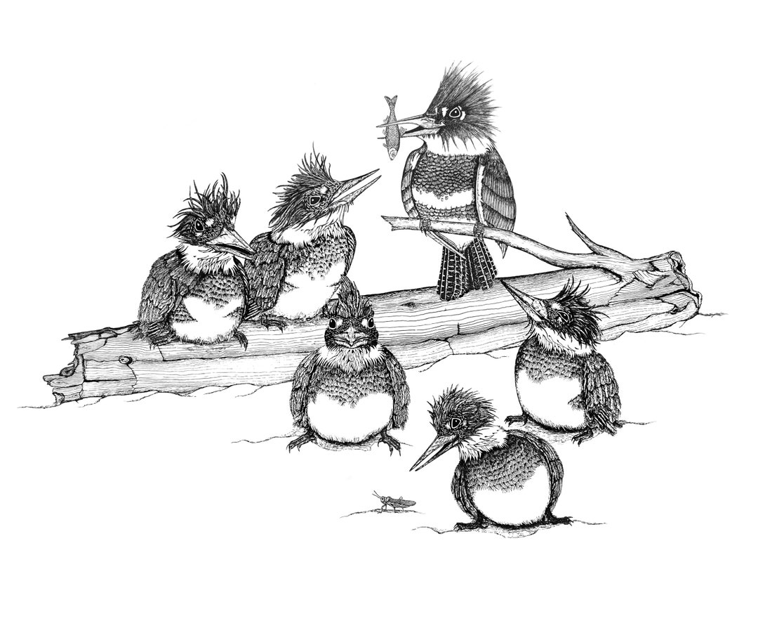 Belted Kingfisher Bird Pen and Ink Fine Art Print, Black and White ...