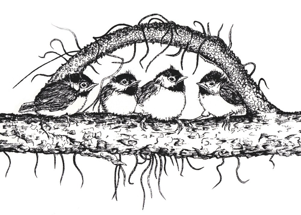 Chickadee Art Print Pen and Ink Drawing Birds on Branch | Etsy