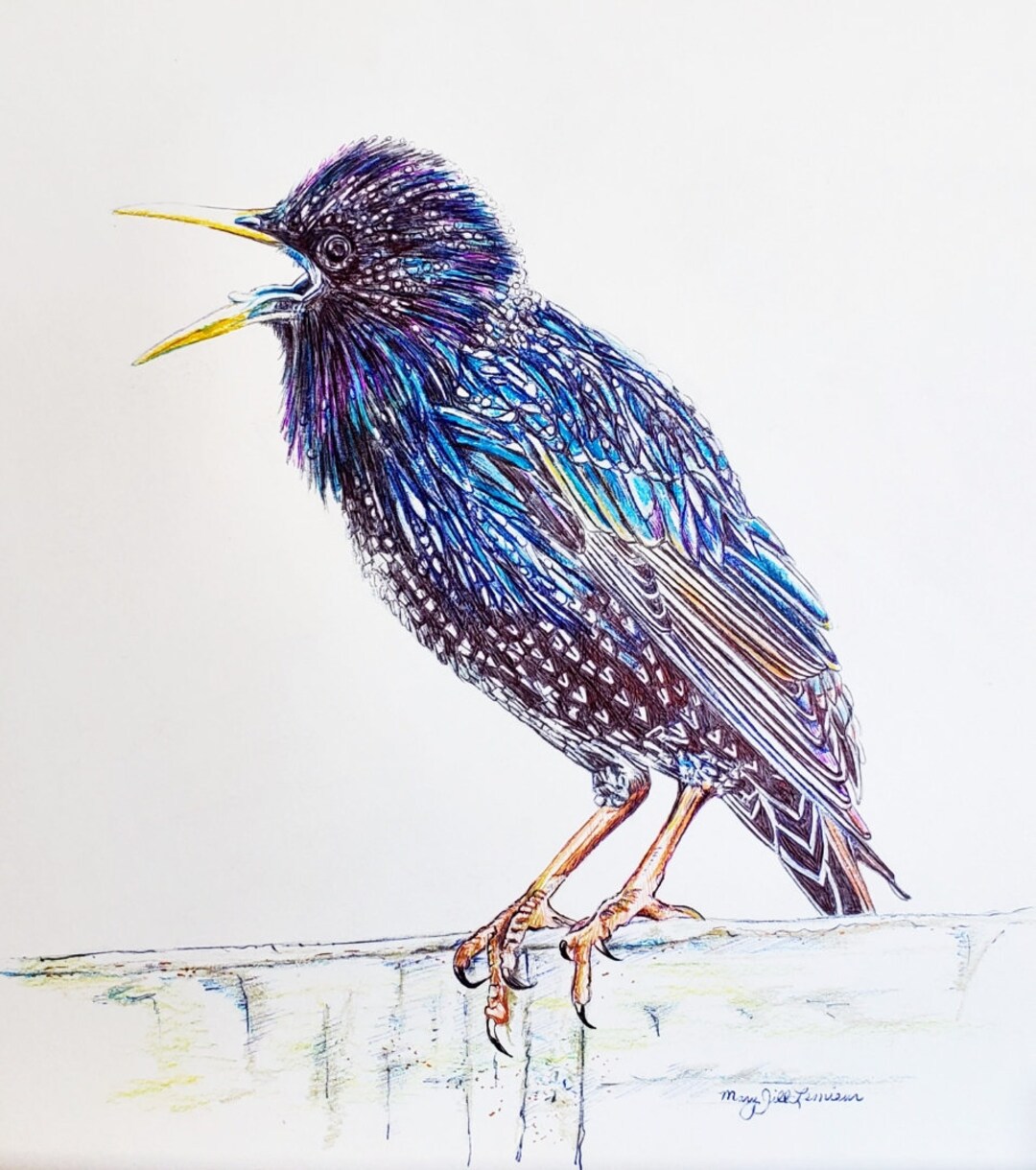 Starling Ballpoint Pen Drawing, Songbird Drawing, Original Bird Art ...