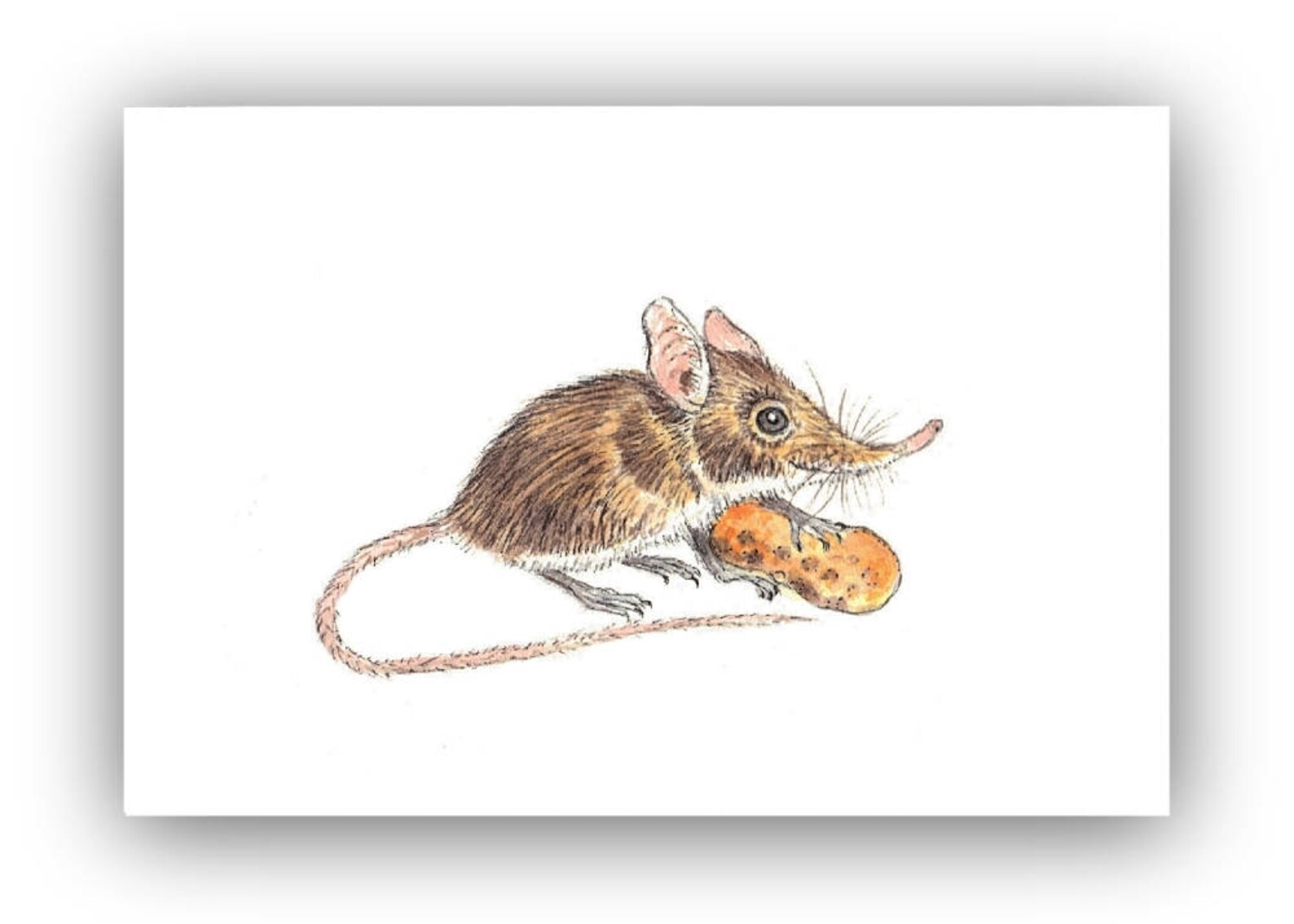 Shrew Print, Shrew Watercolor Print, Elephant Shrew, Circus Peanut ...