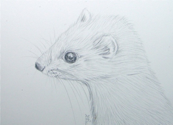 Weasel Drawing