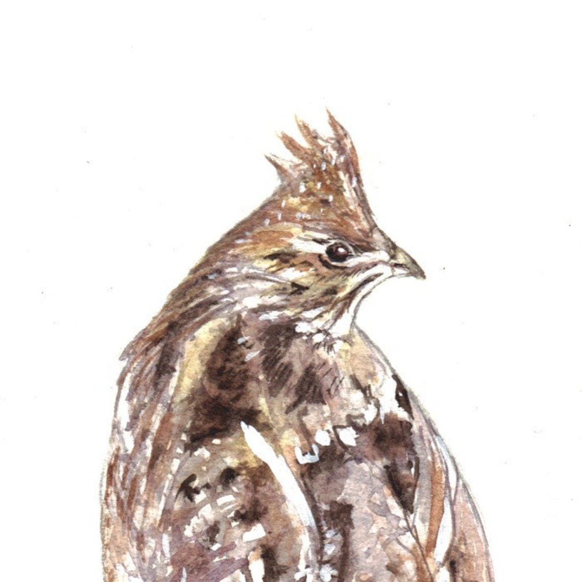 Grouse Art Ruffed Grouse Game Bird Watercolor Print Home Decor - Etsy