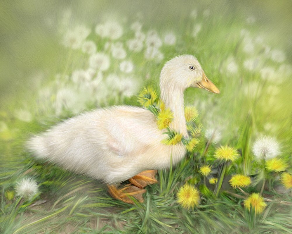 Duck Print Cute White Duckling 8 X 10 Giclee Art Print | Etsy