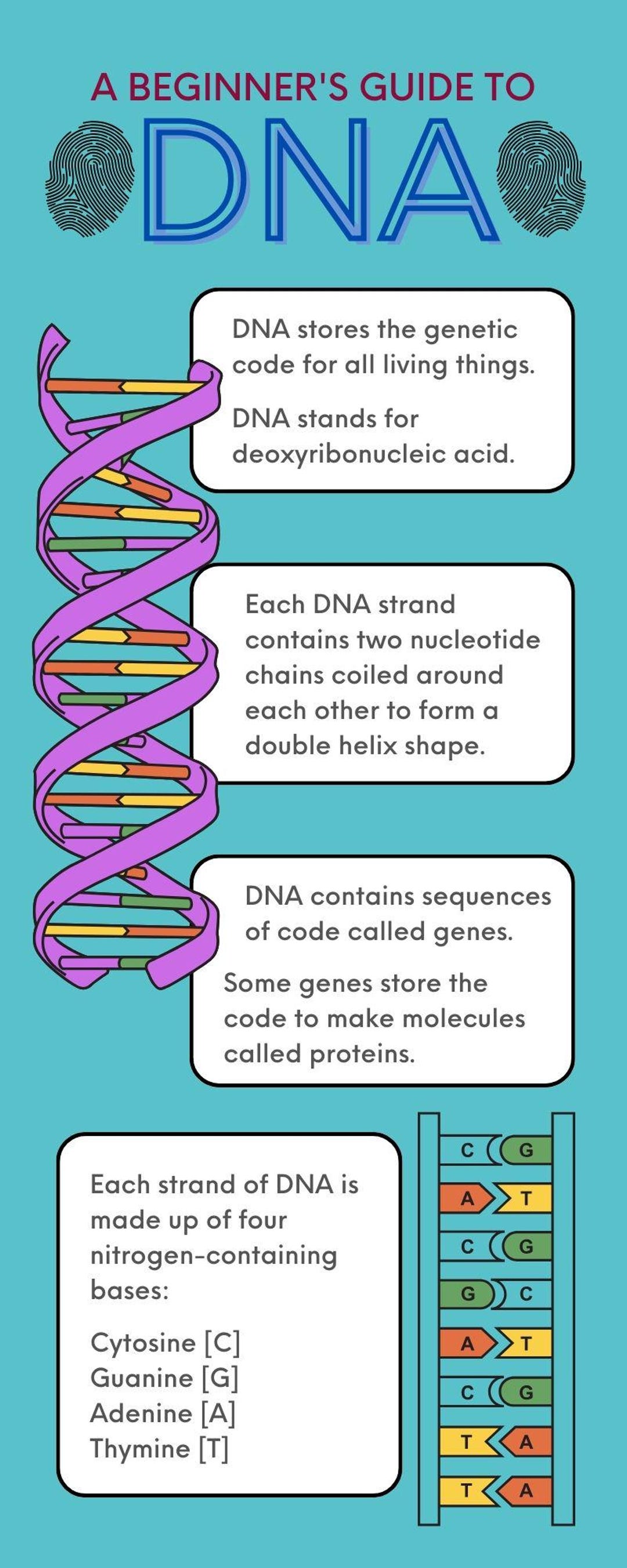 Biology & Scientific Method Posters: DNA, Mitosis, Science Lab ...