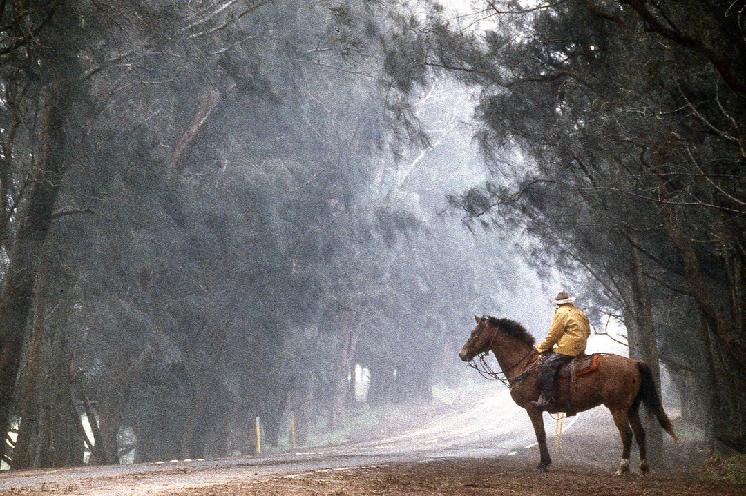 Misty Morning - Hawaiian Paniolo, Hawaii, Big Island, Parker Ranch ...