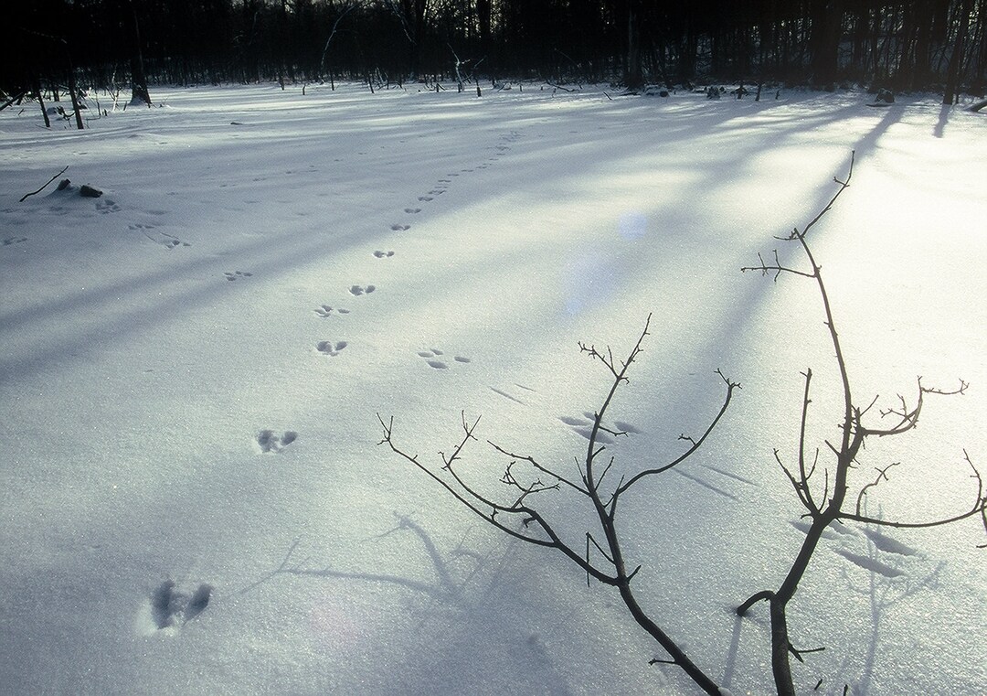 Winter Solstice II. Fine Art Print - Etsy