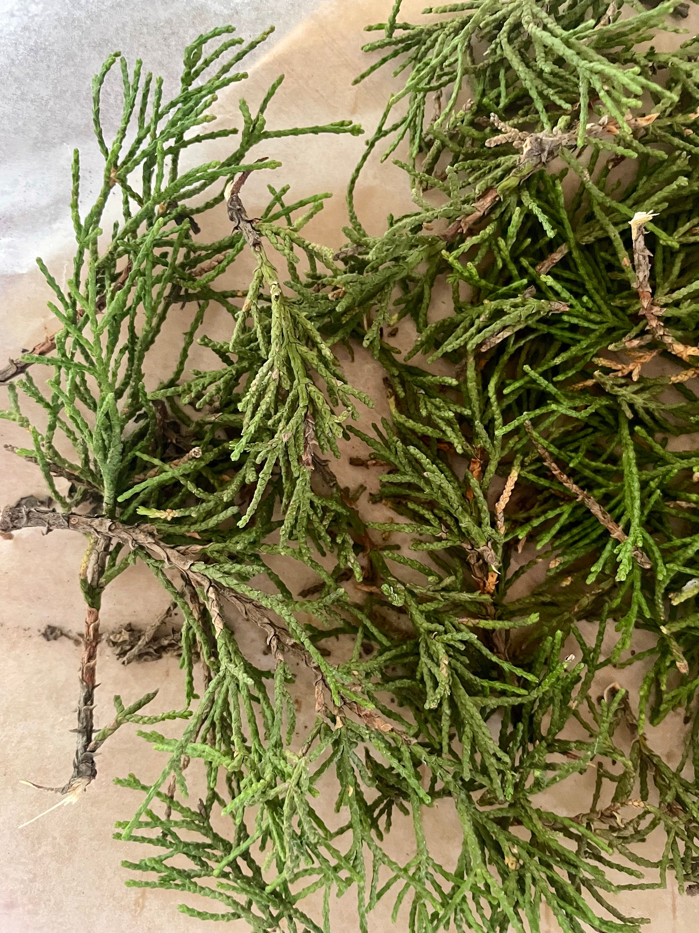 Cypress Tips: Monterey. Dehydrated for Incense, Smudge, Decor. Real ... Cypress Tips: Monterey. Dehydrated for Incense, Smudge, Decor. Real ...