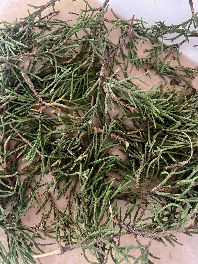 Cypress Tips: Monterey. Dehydrated for Incense, Smudge, Decor. Real ... Cypress Tips: Monterey. Dehydrated for Incense, Smudge, Decor. Real ...