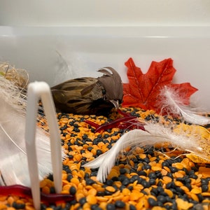 Little Bird's Nest Sensory Box: Explore a Bird's World! Develop Sensory ...