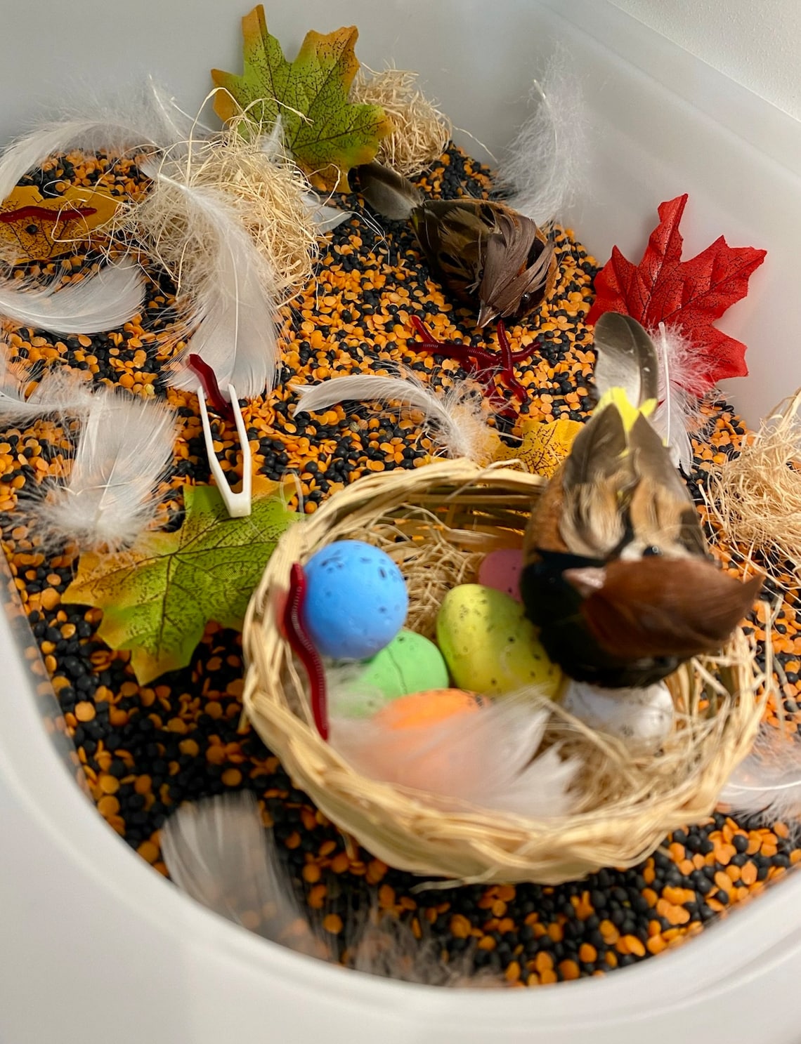 Little Bird's Nest Sensory Box: Explore a Bird's World! Develop Sensory ...