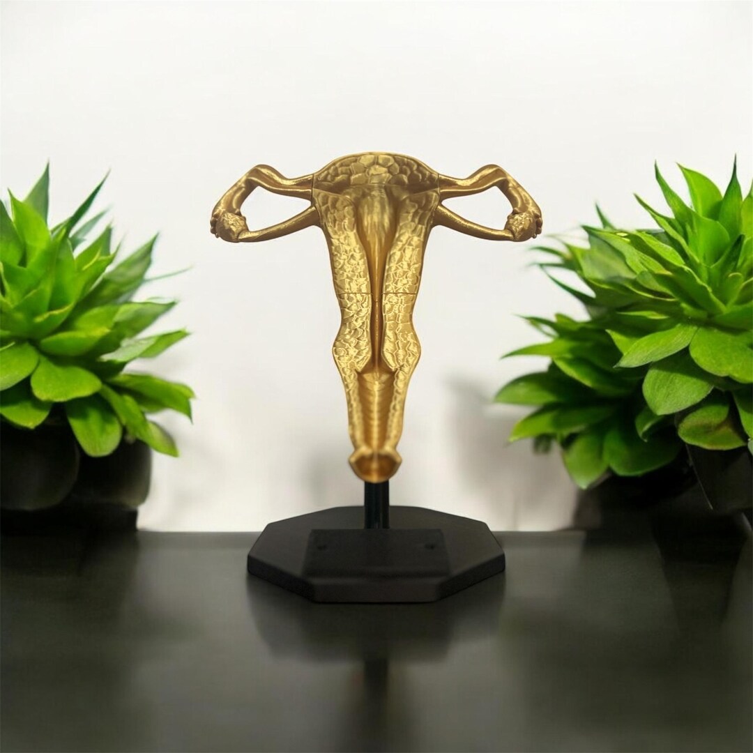 Educational Uterus Display - Etsy