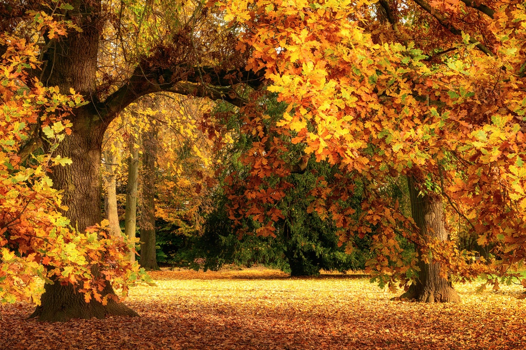 Autumn Forest Backdrop ⋅ Vibrant Fall Leaves and Glorious Trees for DIY ...