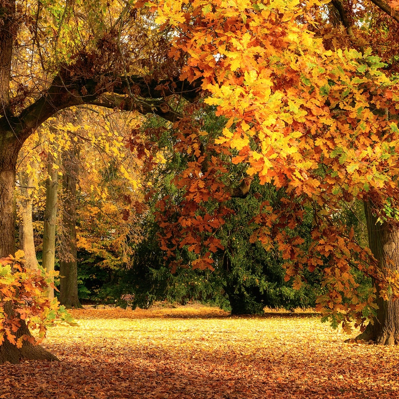 Forest Backdrop - Etsy
