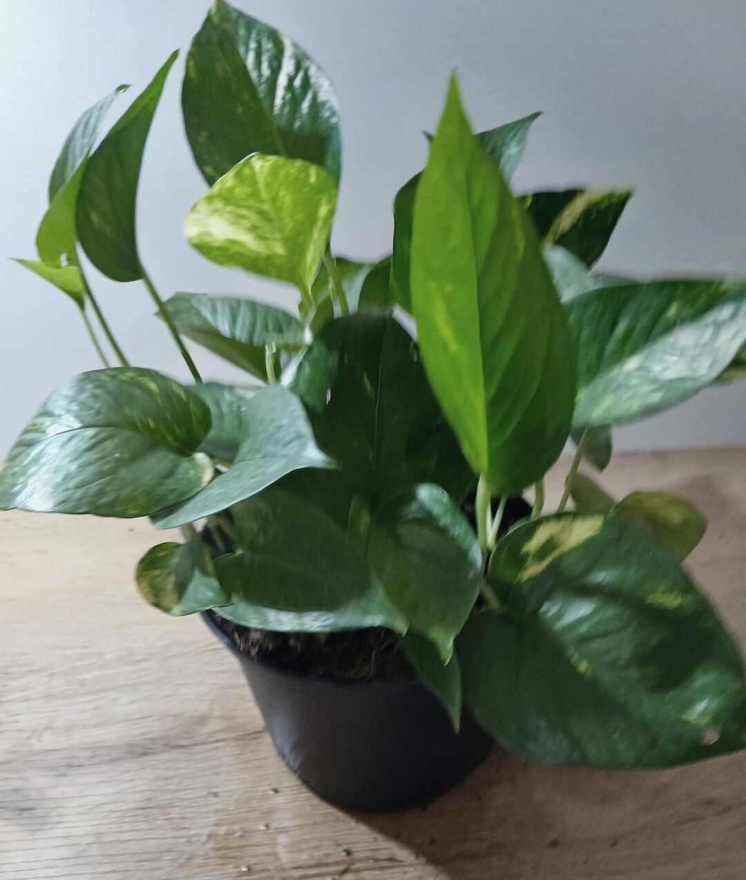 Golden Pothos Trailing Hanging Plant House Plant Vine Perennial - Etsy