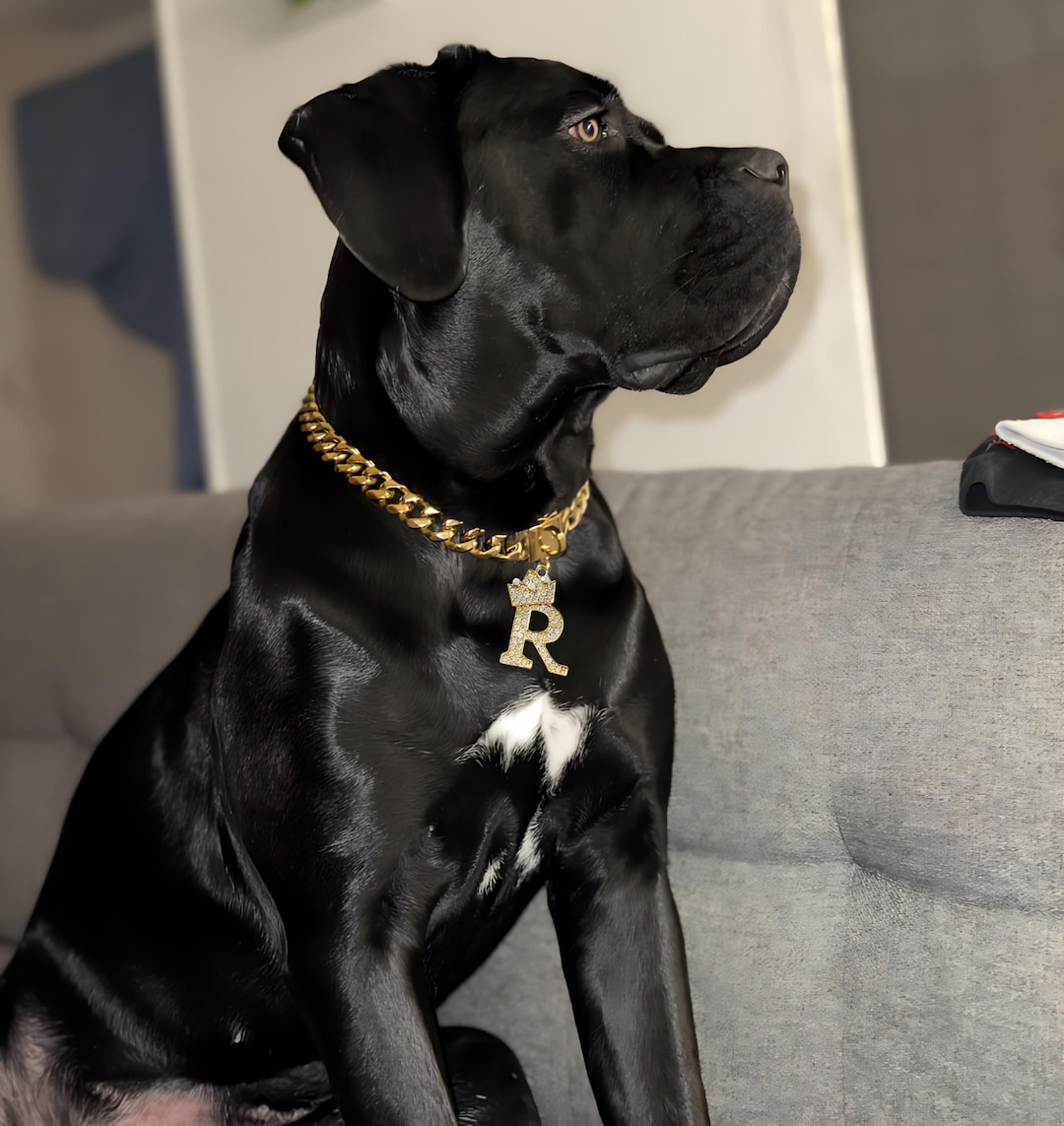 Cuban Link Dog Chain,custom Dog Chain,dog Collar Necklace,gold Dog ...